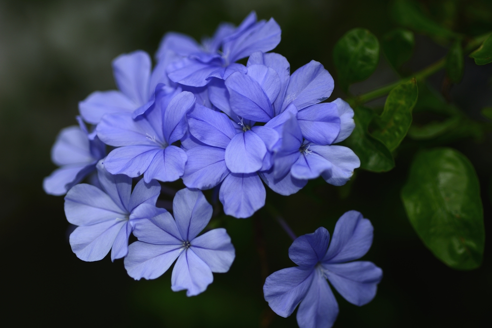 Bela Emília – Plumbago auriculata: Cultivo da Planta