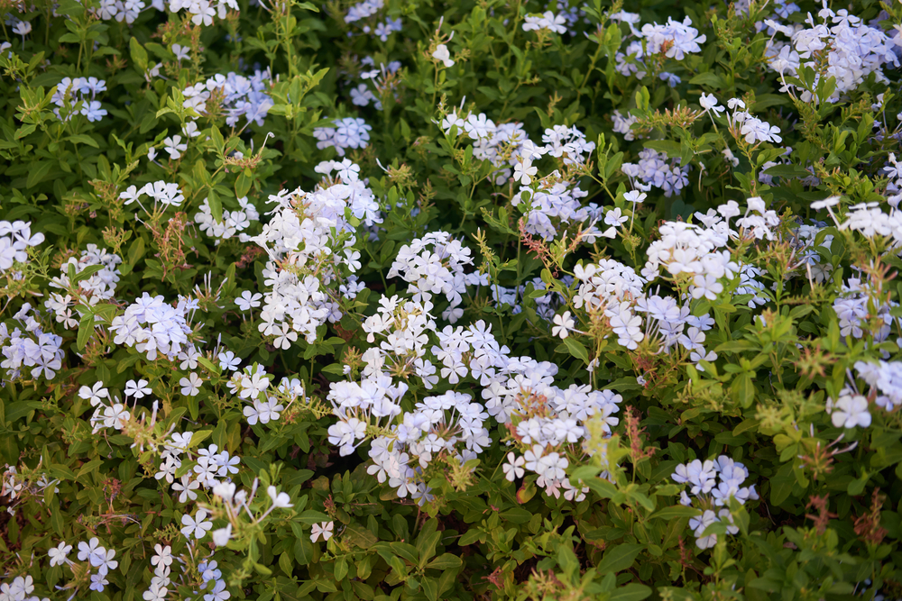 Bela Emília – Plumbago auriculata: Cultivo da Planta
