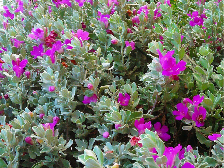 Guajuvira – Patagonula americana: Curiosidade sobre a Planta