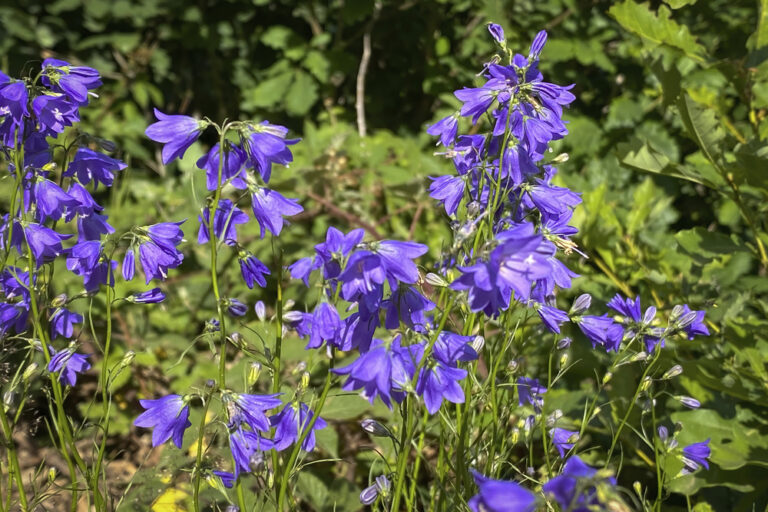 Estátice – Limonium sinuatum: Como cultivar a planta