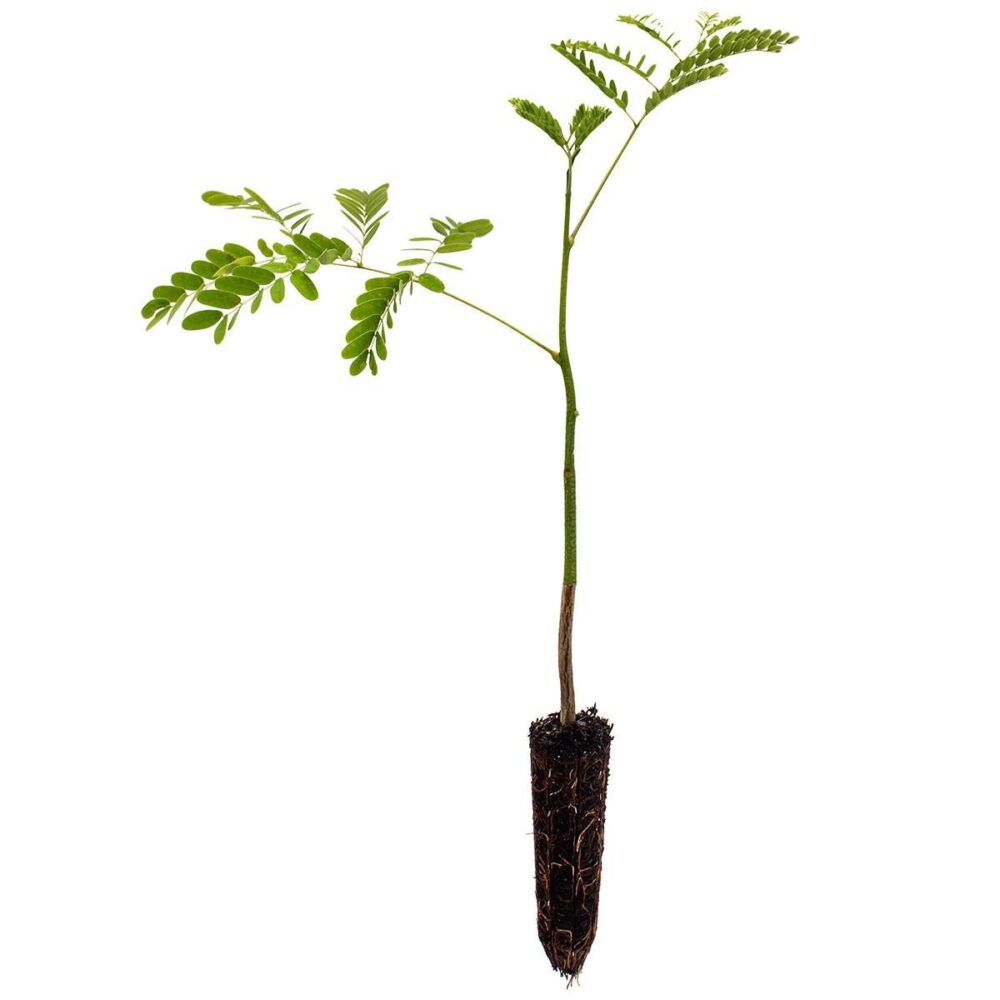 Guapuruvu – Schizolobium parahyba: Caracteristica da Planta