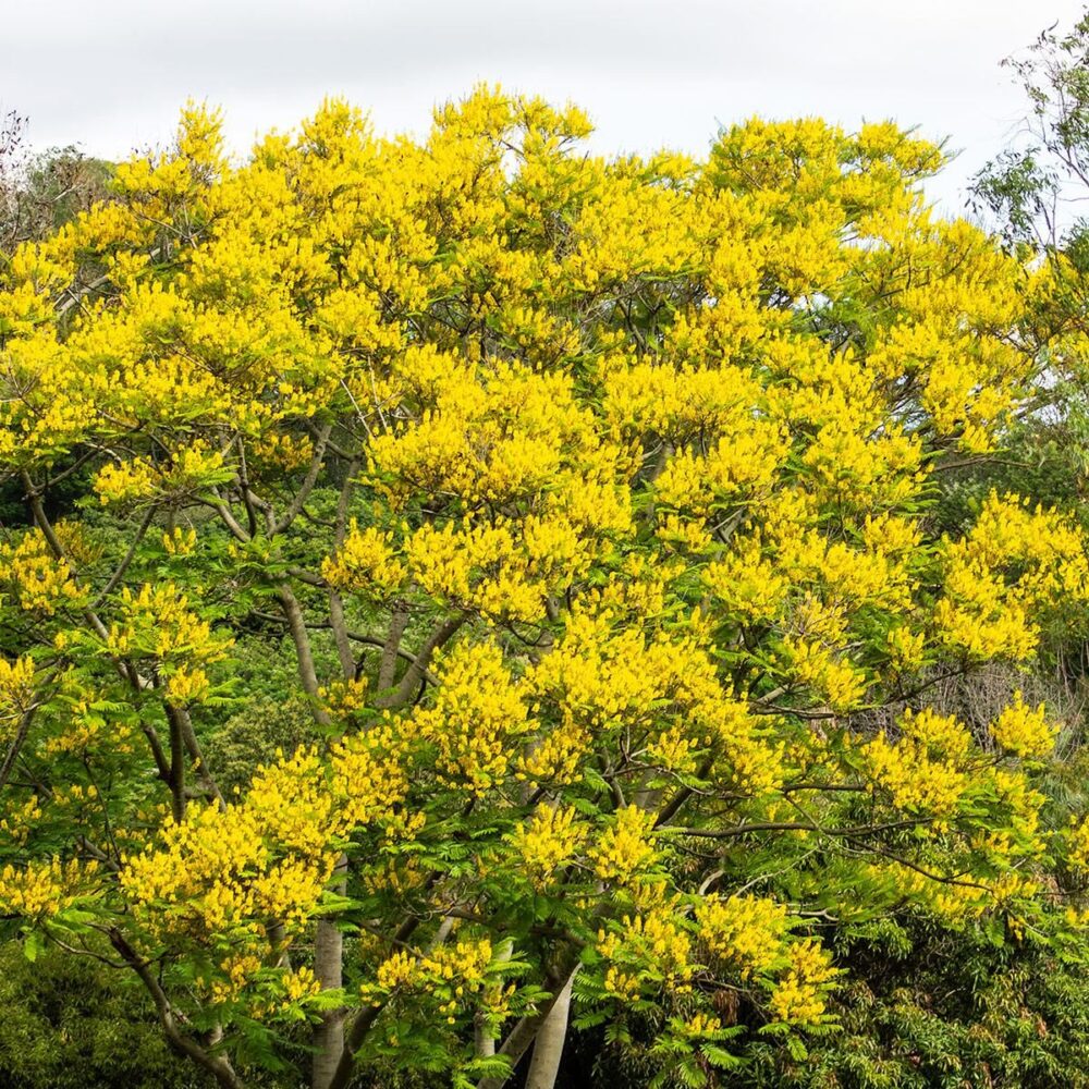 Guapuruvu – Schizolobium parahyba: Caracteristica da Planta