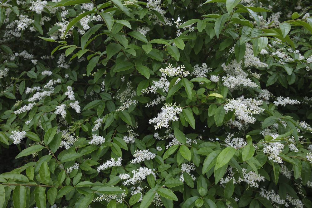 Ligustro-arbustivo – Ligustrum sinense: Cultivo da Planta