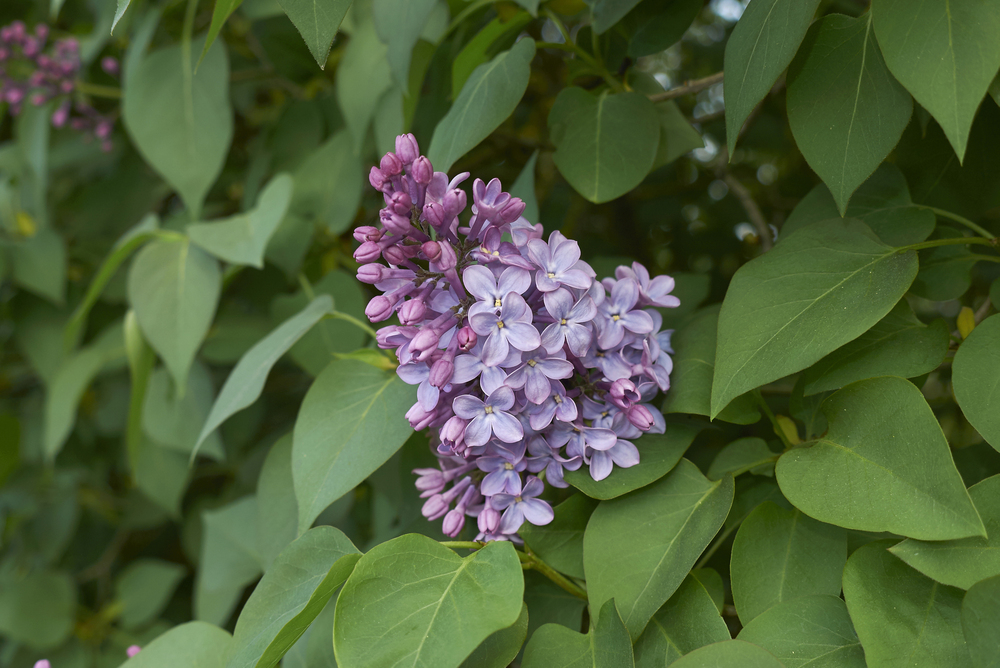 Lilás – Syringa vulgaris: Cultivo da Planta