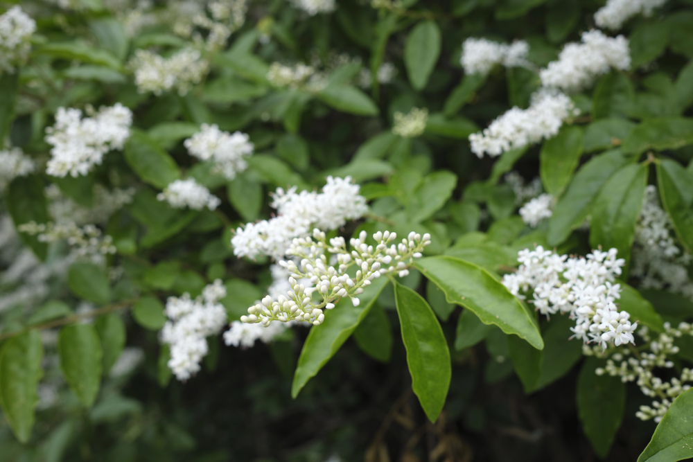 Ligustro-arbustivo – Ligustrum sinense: Cultivo da Planta