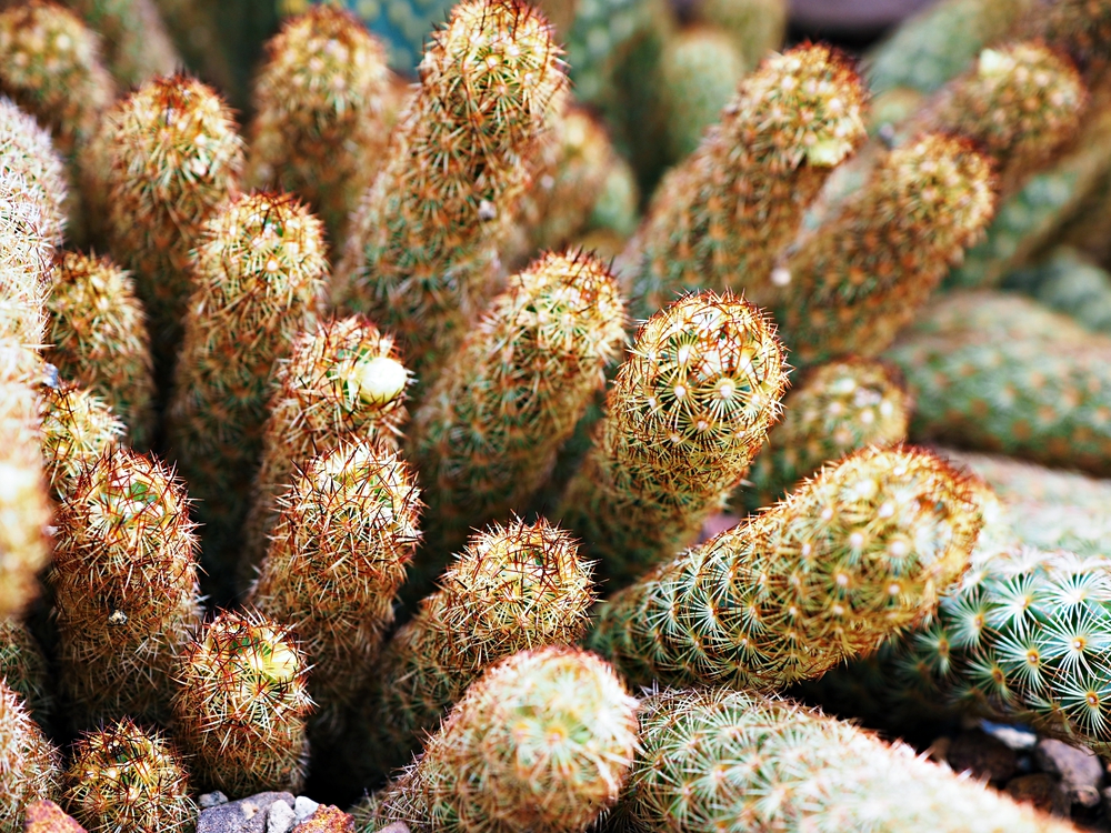 Cacto Dedo de Dama – Mammillaria elongata: Cultivo da Planta
